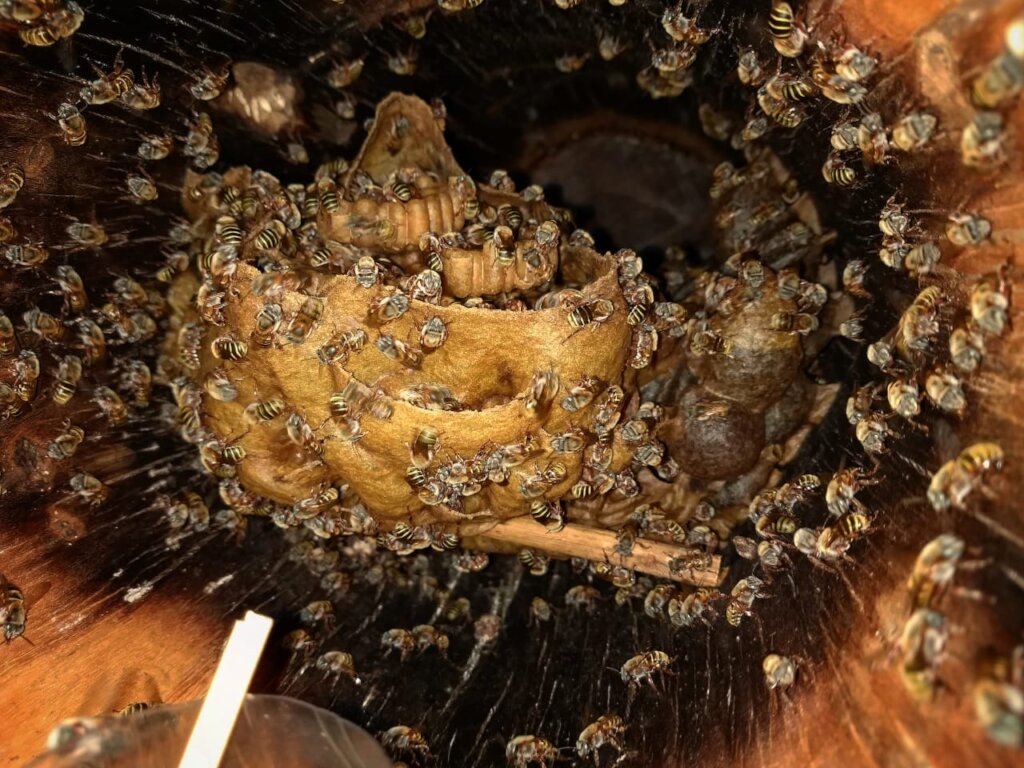 Melipona Beecheii Conservation - GlobalGiving