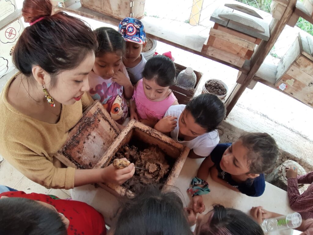Melipona Beecheii Conservation - GlobalGiving