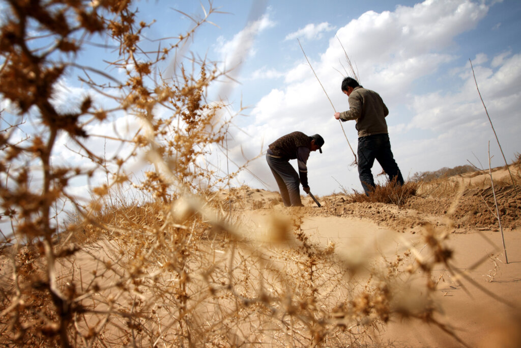 Plant 10,000 Trees in Northern China - GlobalGiving