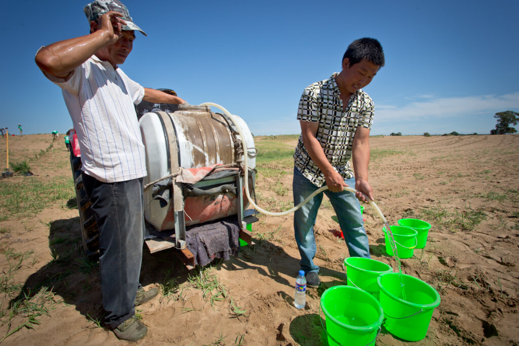 Plant 10,000 Trees in Northern China - GlobalGiving