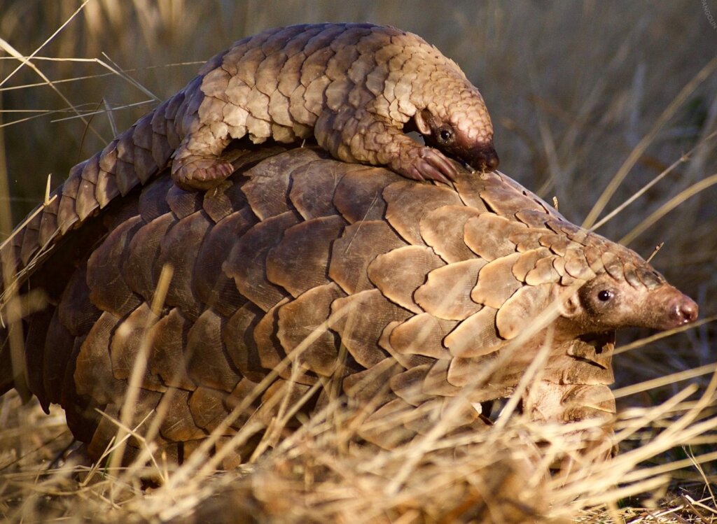 Protecting pangolins in Southern Africa - GlobalGiving