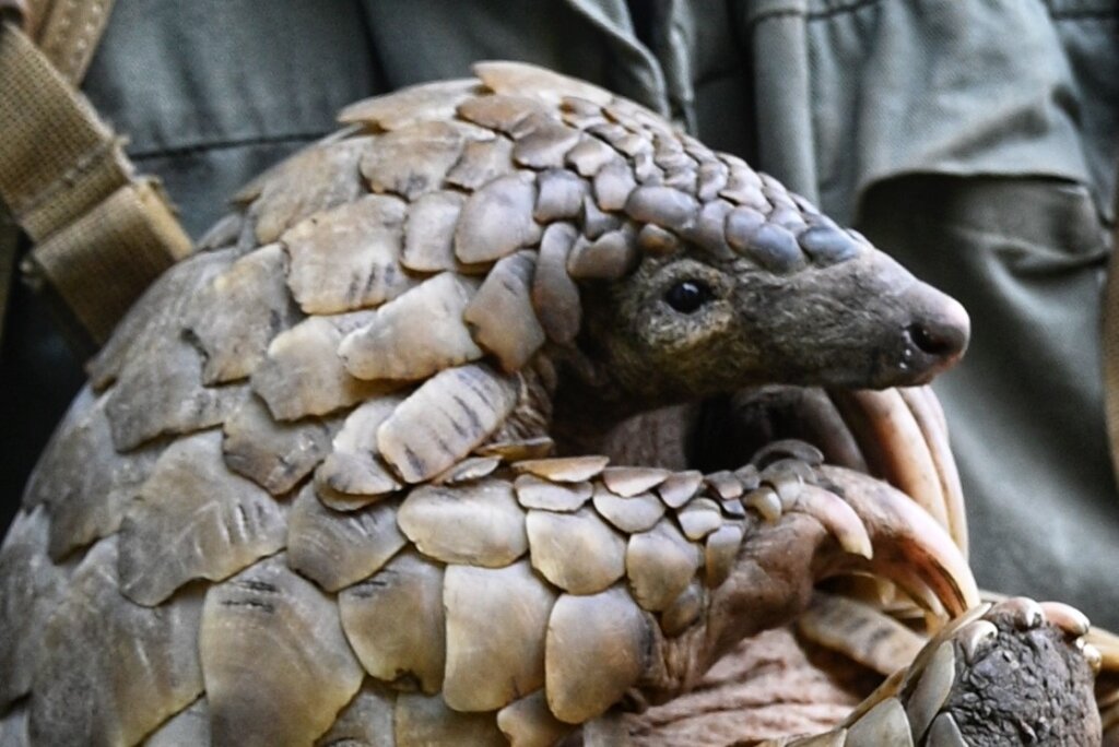 Protecting pangolins in Southern Africa - GlobalGiving