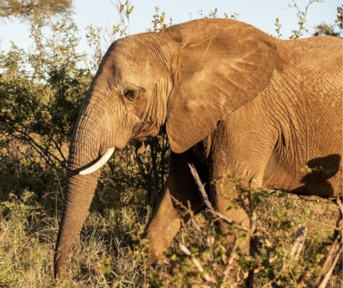 Help an Elephant, Help a Herd - GlobalGiving