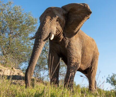 Help an Elephant, Help a Herd - GlobalGiving