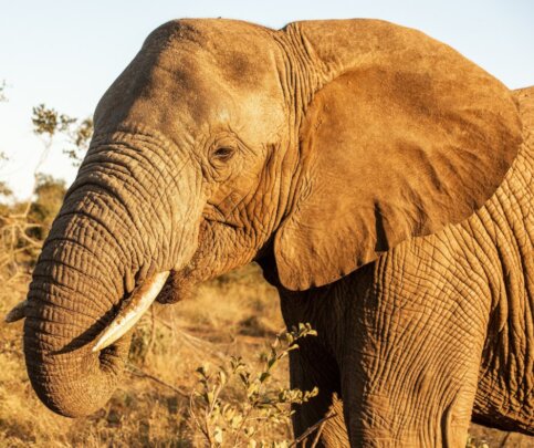 Help an Elephant, Help a Herd - GlobalGiving