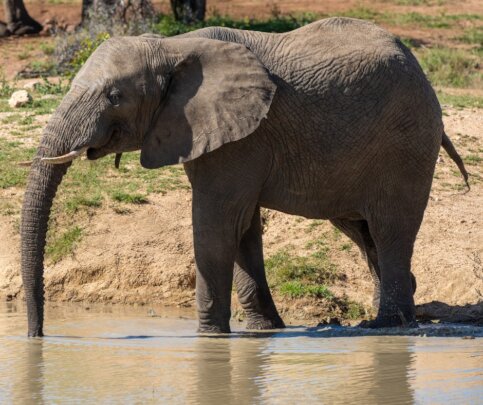 Help an Elephant, Help a Herd - GlobalGiving