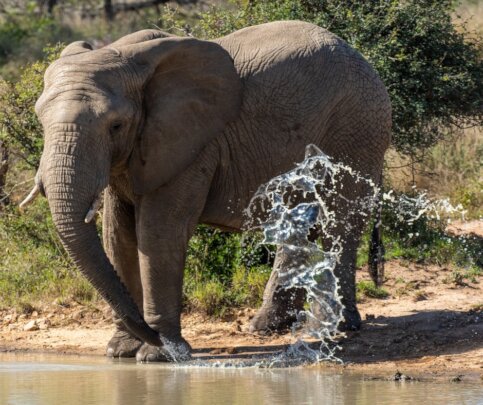 Help an Elephant, Help a Herd - GlobalGiving