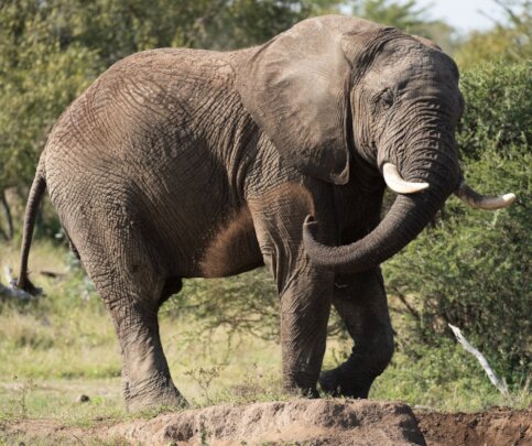 Help an Elephant, Help a Herd - GlobalGiving