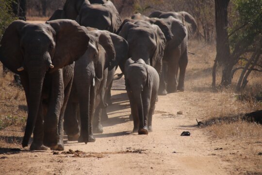 Help an Elephant, Help a Herd - GlobalGiving