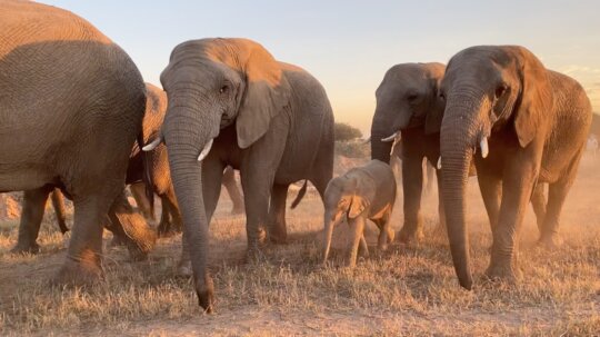 Help an Elephant, Help a Herd - GlobalGiving