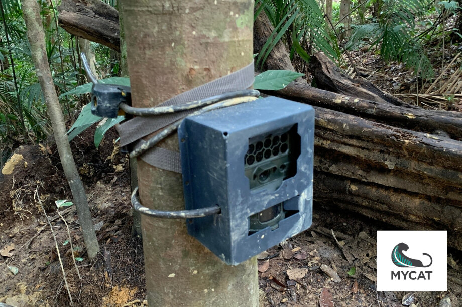 Camera Traps For Wildlife Conservation - GlobalGiving