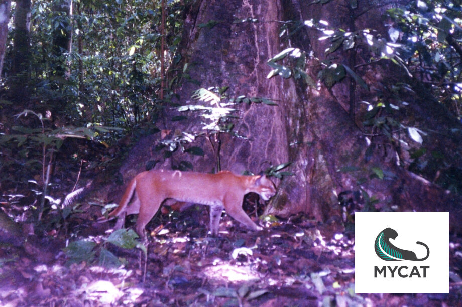 Camera Traps For Wildlife Conservation - GlobalGiving