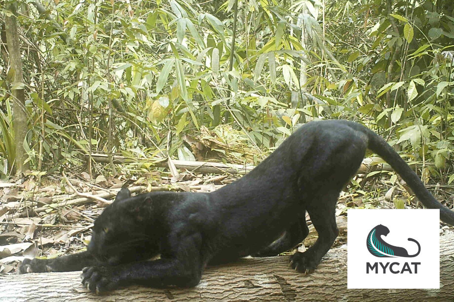 Camera Traps For Wildlife Conservation - GlobalGiving