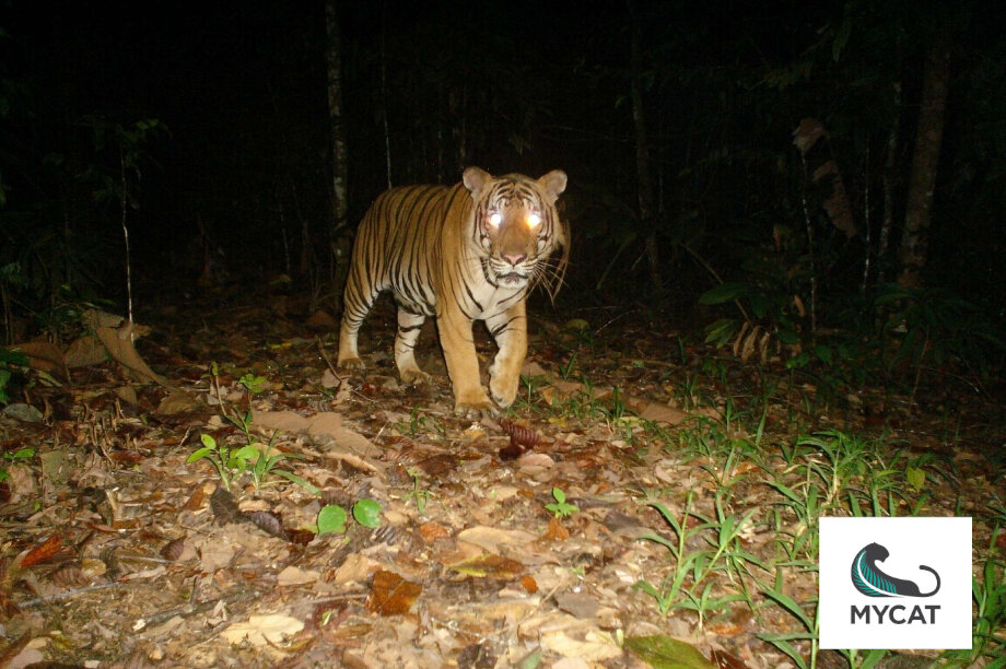 Camera Traps For Wildlife Conservation - GlobalGiving