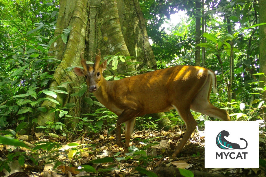 Camera Traps For Wildlife Conservation - GlobalGiving