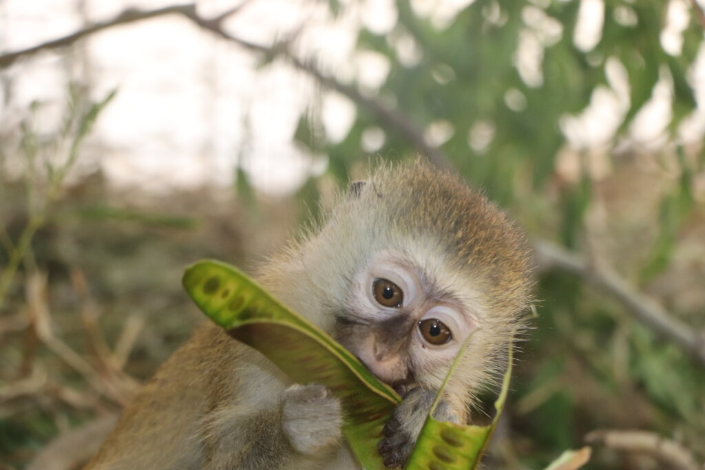 Help Rescue and Rehabilitate Threatened Primates - GlobalGiving