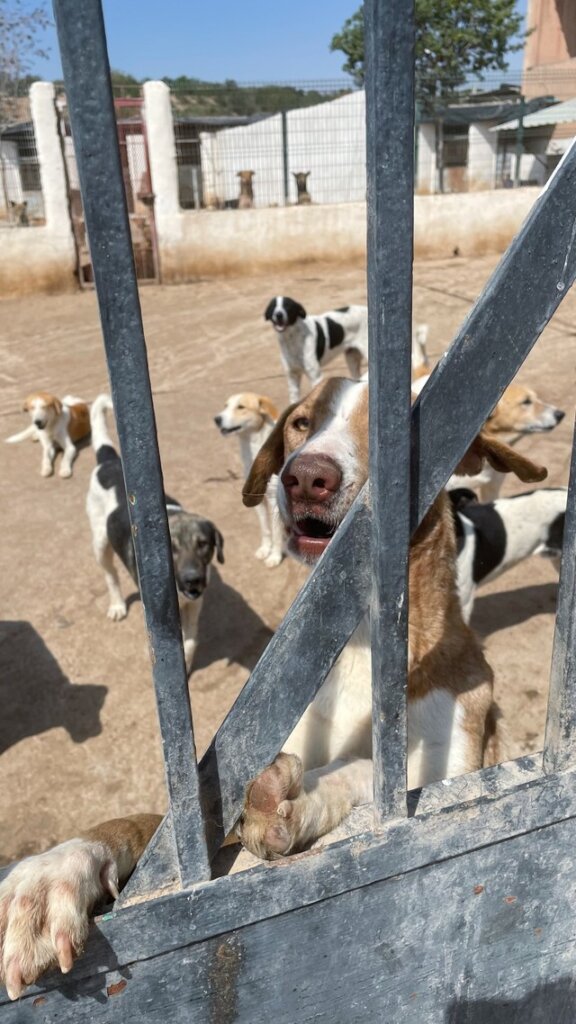 Save dogs in the Agadir City Pound from Starvation - GlobalGiving