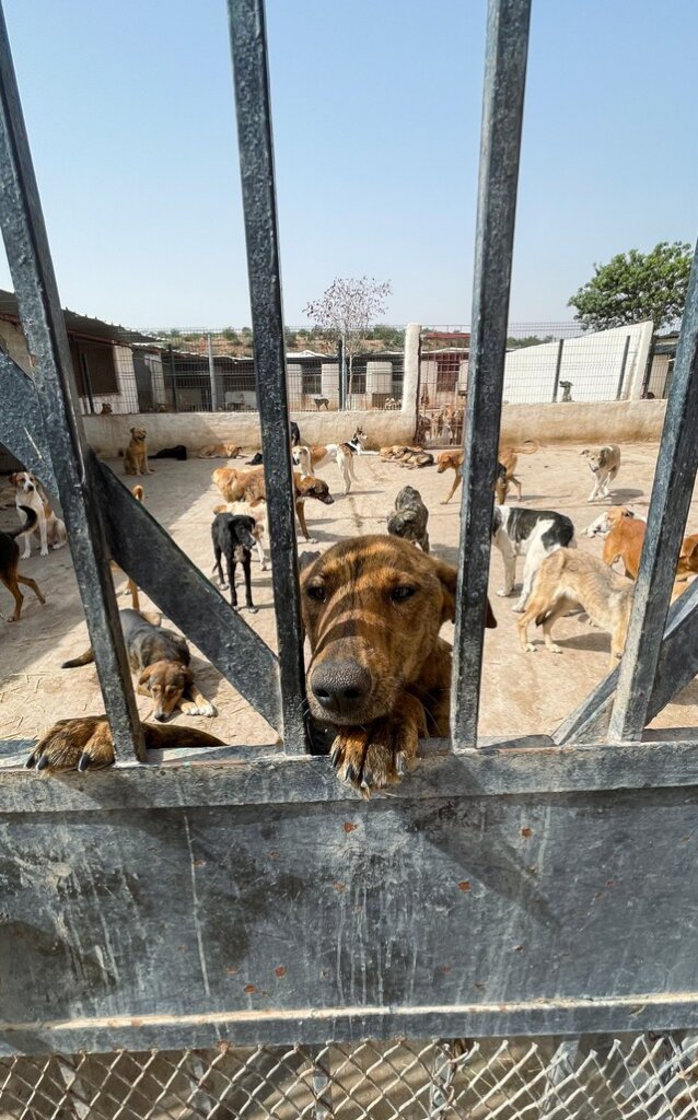 Save dogs in the Agadir City Pound from Starvation - GlobalGiving
