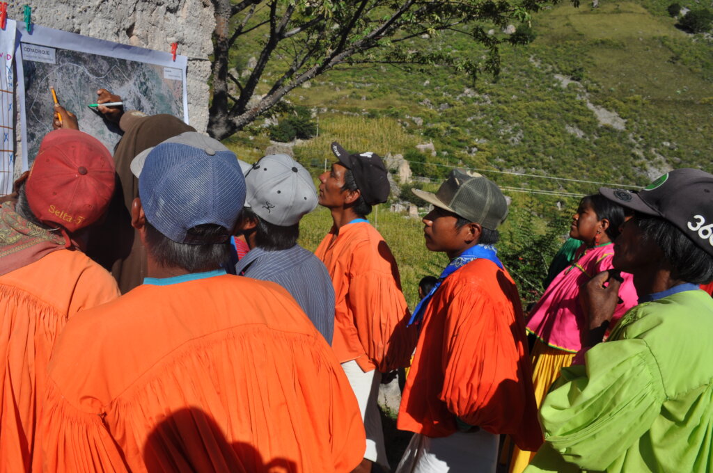 Donate to Forest restoration in northern Mexico - GlobalGiving