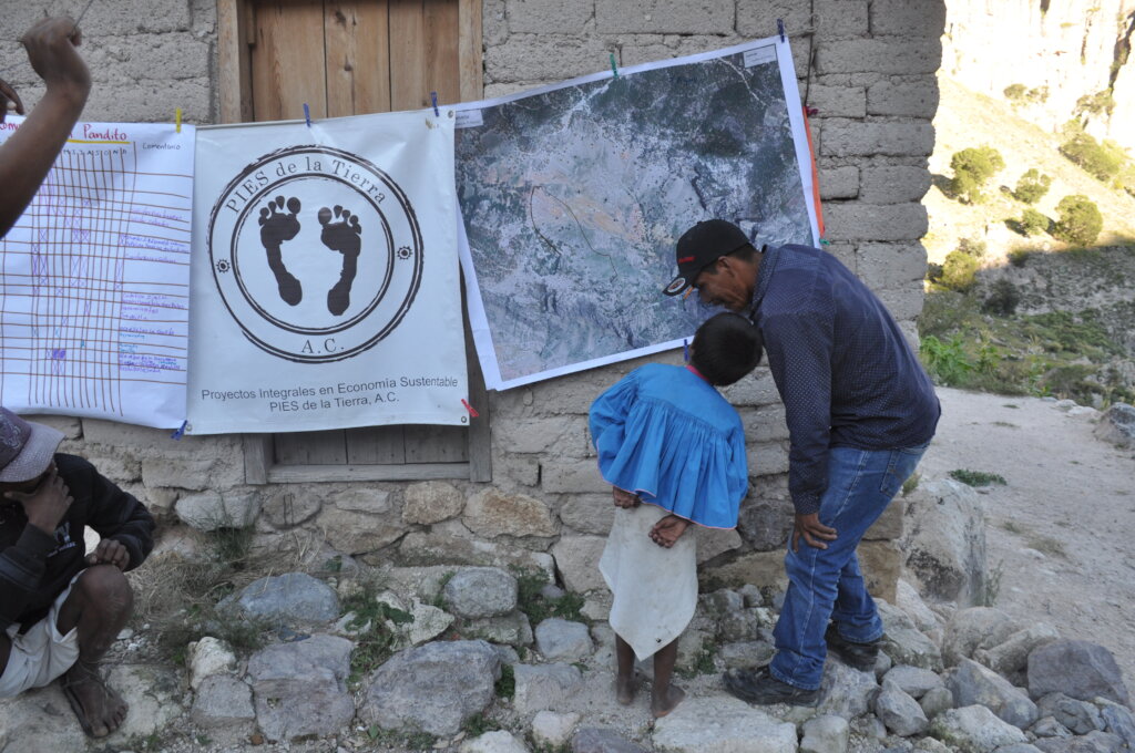 Donate to Forest restoration in northern Mexico - GlobalGiving