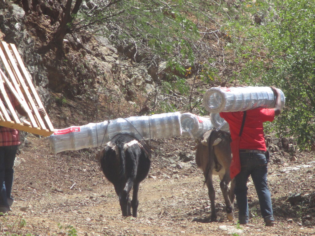 Donate to Forest restoration in northern Mexico - GlobalGiving