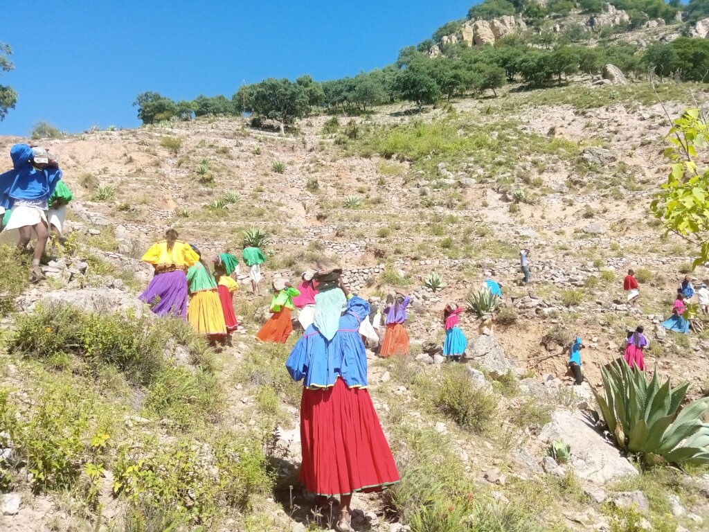 Donate to Forest restoration in northern Mexico - GlobalGiving