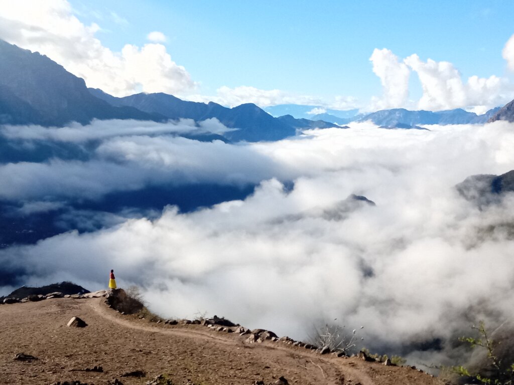 Donate to Forest restoration in northern Mexico - GlobalGiving