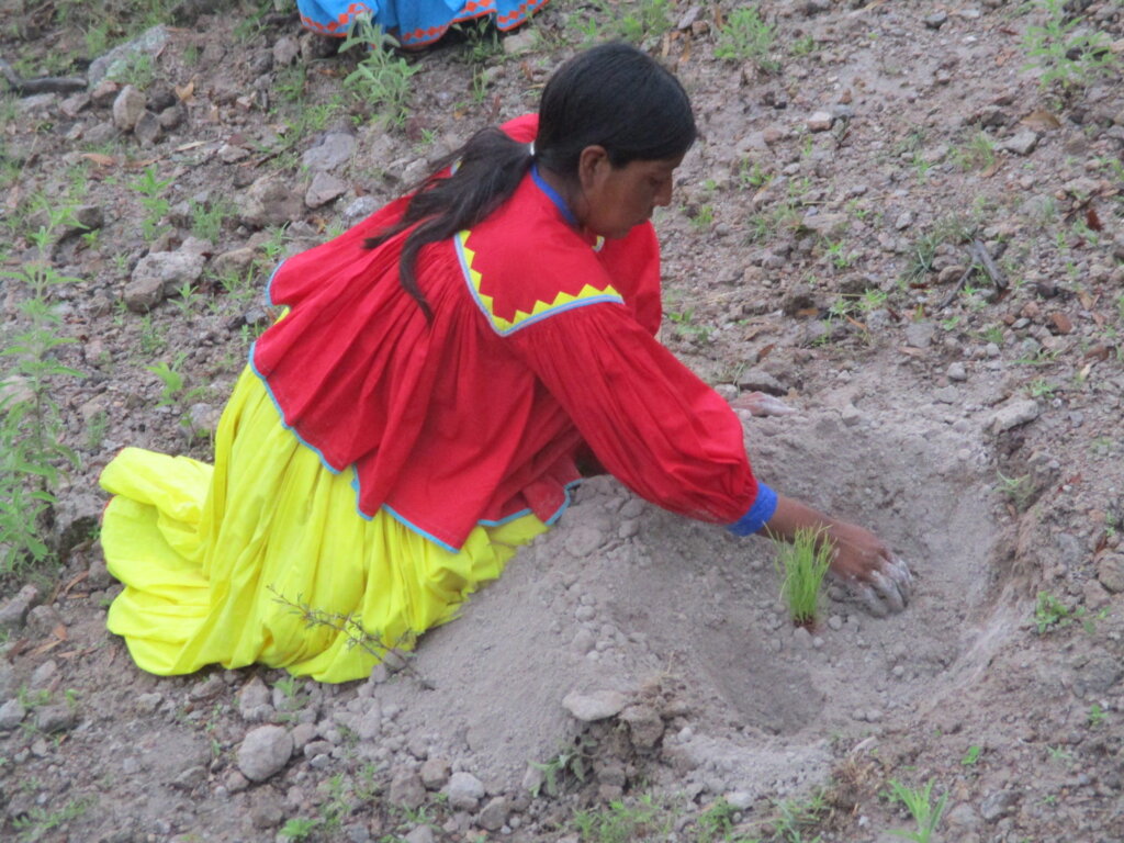 Donate to Forest restoration in northern Mexico - GlobalGiving