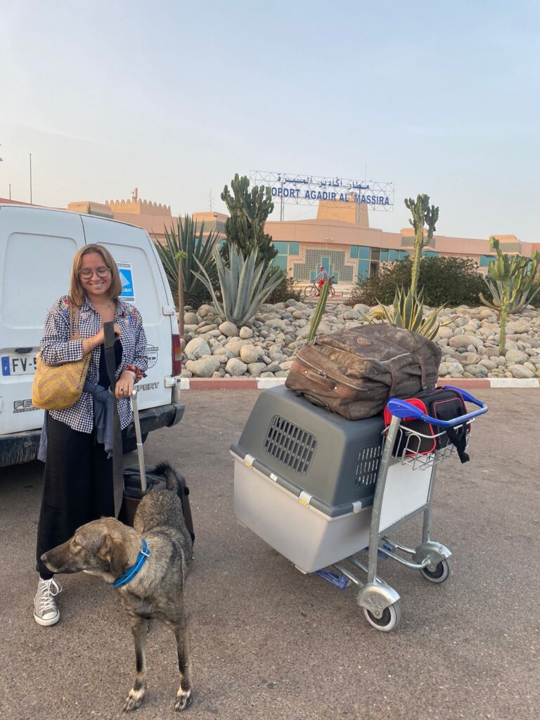 Give 550 Moroccan street animals food & shelter - GlobalGiving
