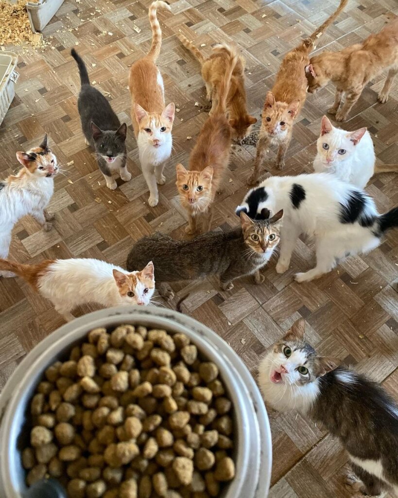 Give 550 Moroccan street animals food & shelter - GlobalGiving