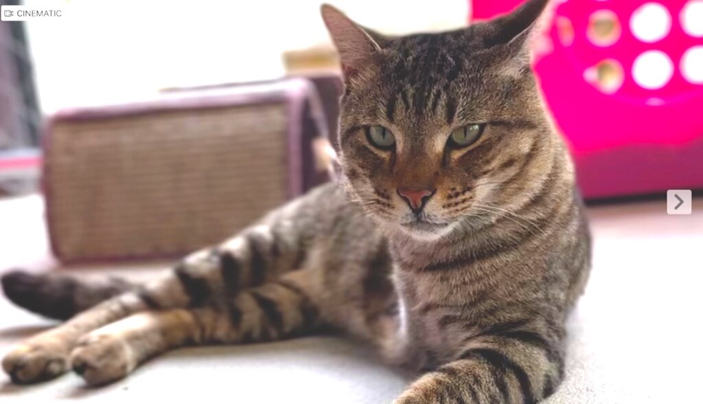 Help Blind Cats See a Future! - GlobalGiving