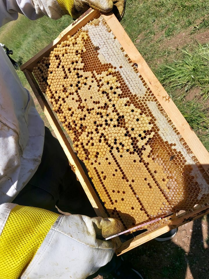 Queen Rearing: Save a Greek Bee - GlobalGiving