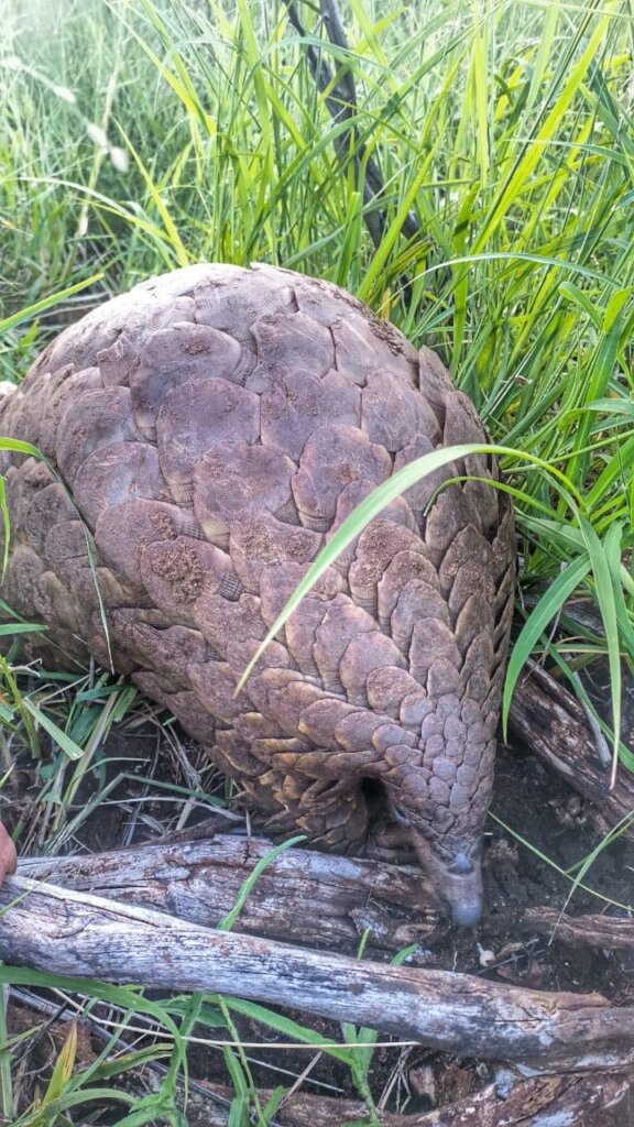 Save the Temminck's Pangolin in South Africa - GlobalGiving