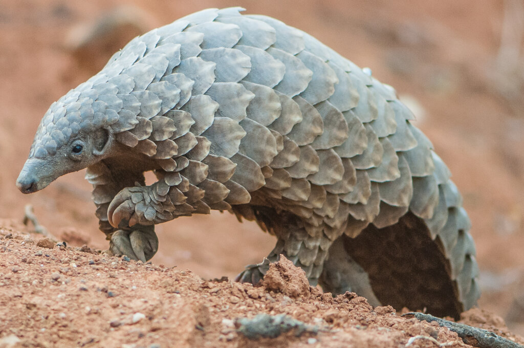 Save the Temminck's Pangolin in South Africa - GlobalGiving