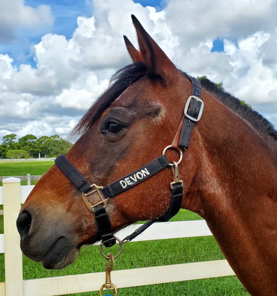 Help Max & Devon Retire to a New Home - GlobalGiving