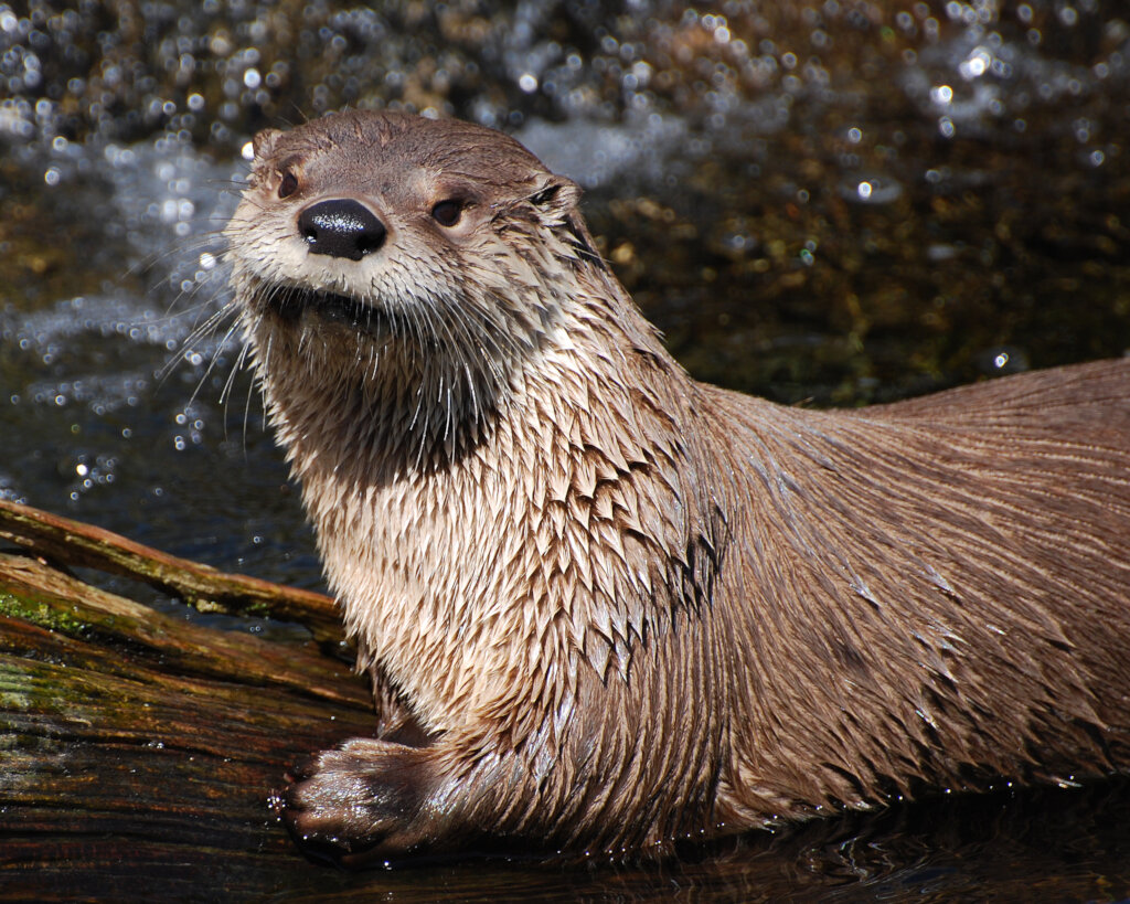 Care for Wildlife at the Virginia Living Museum - GlobalGiving