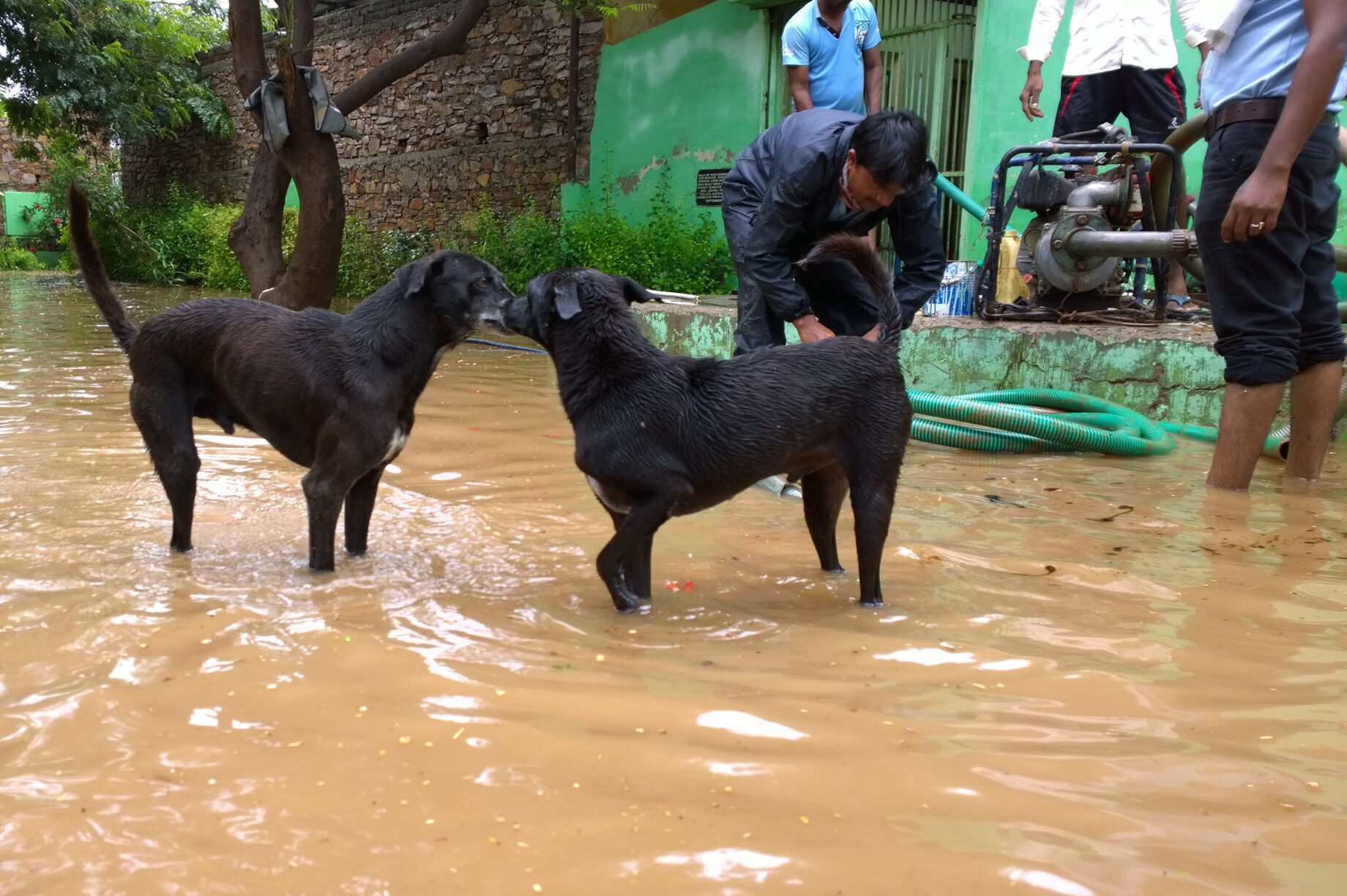Donate to Building Works To Flood-Proof Our Animal Hospital - GlobalGiving