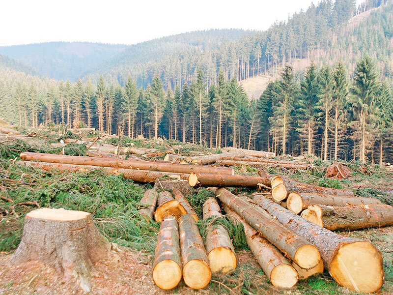 Donate to Fighting Deforestation Using Coconut Husk Charcoal - GlobalGiving