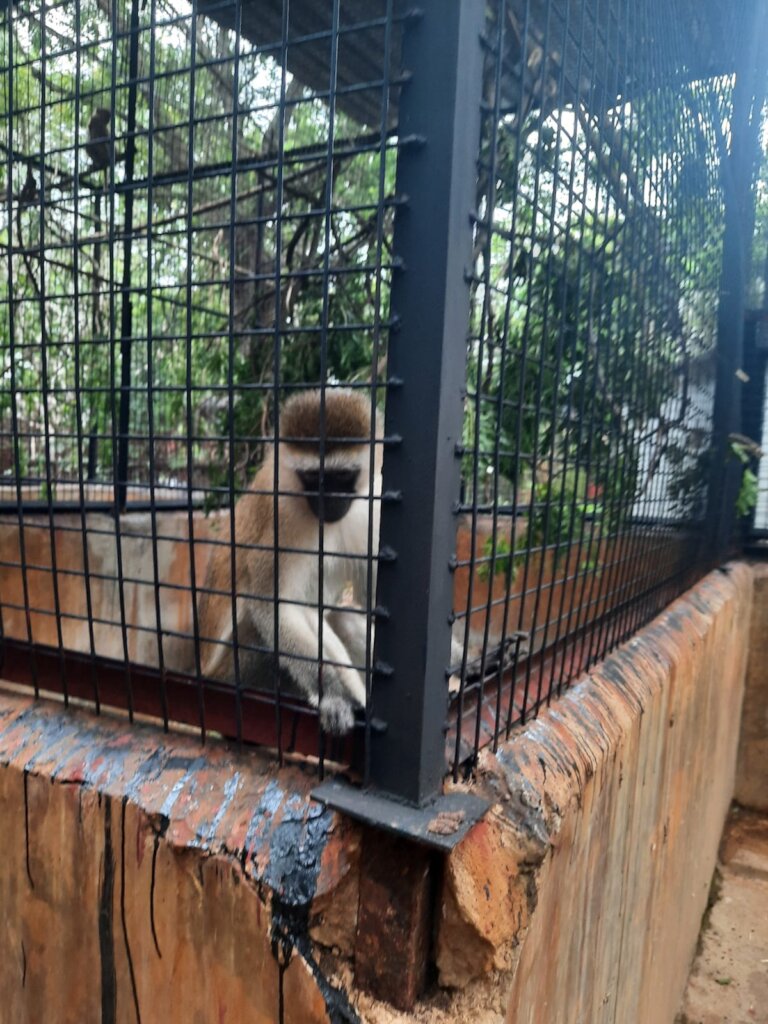 How to Share Help Maintain Our Monkey Enclosures - GlobalGiving