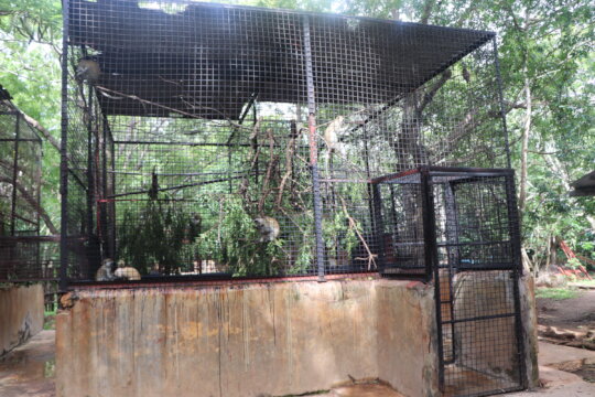 Help Maintain our monkey enclosures - GlobalGiving