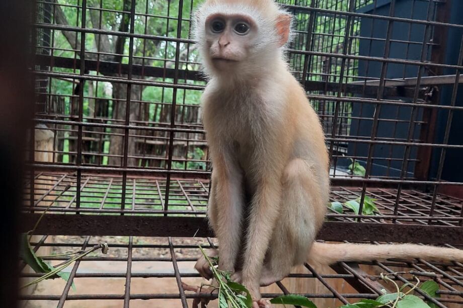 Help Maintain our monkey enclosures - GlobalGiving