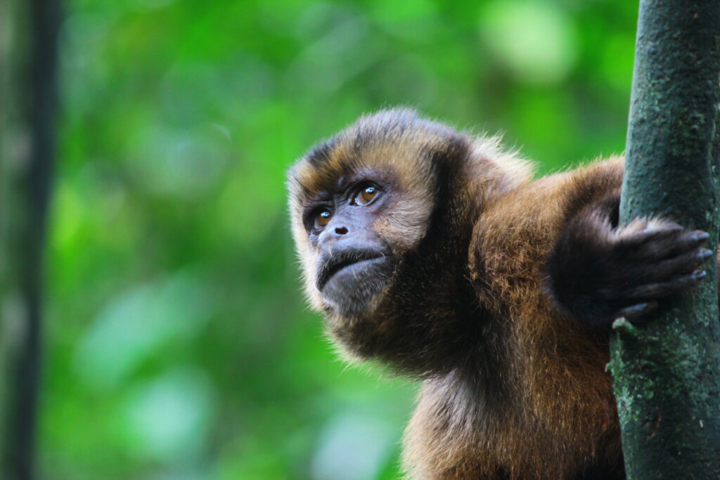 A new Capuchin "Heaven" / Un nuevo "Cielo" en JC - GlobalGiving