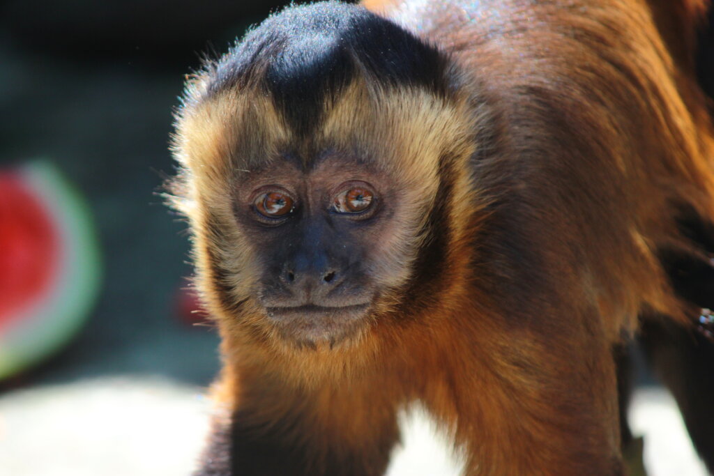 A new Capuchin "Heaven" / Un nuevo "Cielo" en JC - GlobalGiving