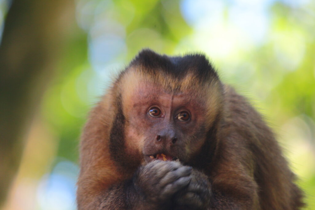 A new Capuchin "Heaven" / Un nuevo "Cielo" en JC - GlobalGiving