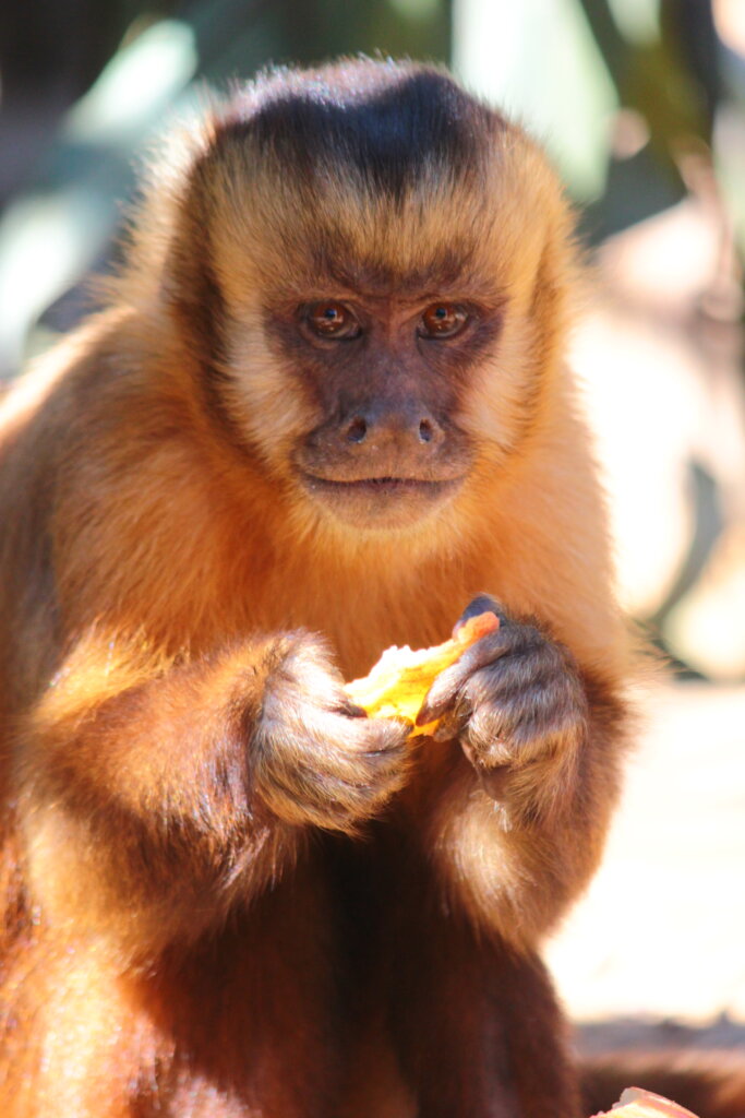 Reports on A new Capuchin "Heaven" / Un nuevo "Cielo" en JC - GlobalGiving