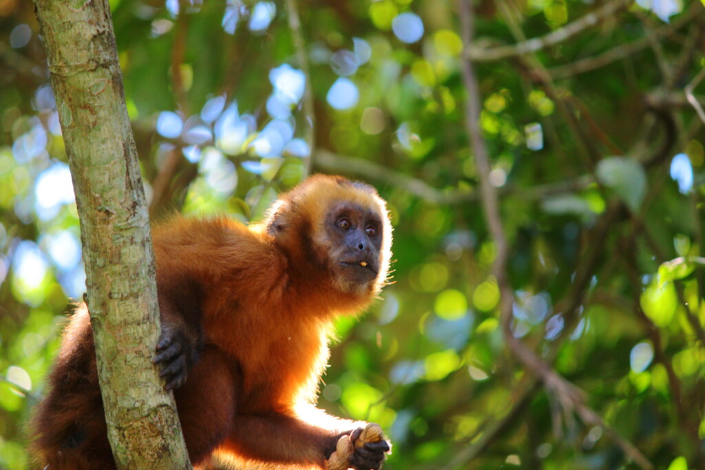 A new Capuchin "Heaven" / Un nuevo "Cielo" en JC - GlobalGiving