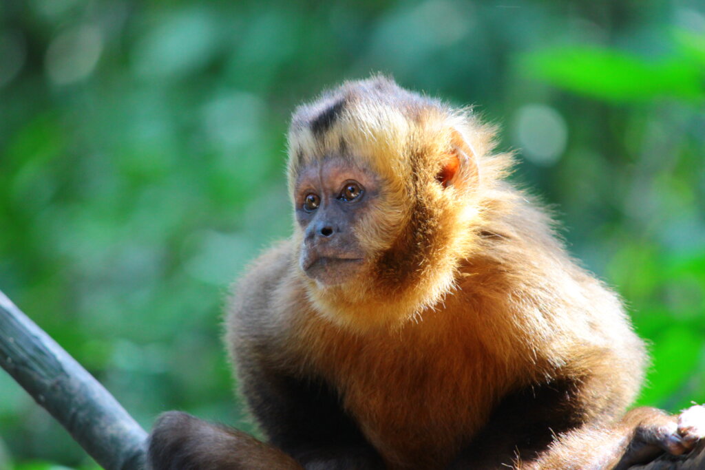 A new Capuchin "Heaven" / Un nuevo "Cielo" en JC - GlobalGiving