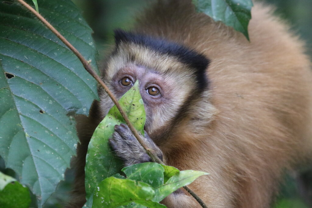 Reports on A new Capuchin "Heaven" / Un nuevo "Cielo" en JC - GlobalGiving