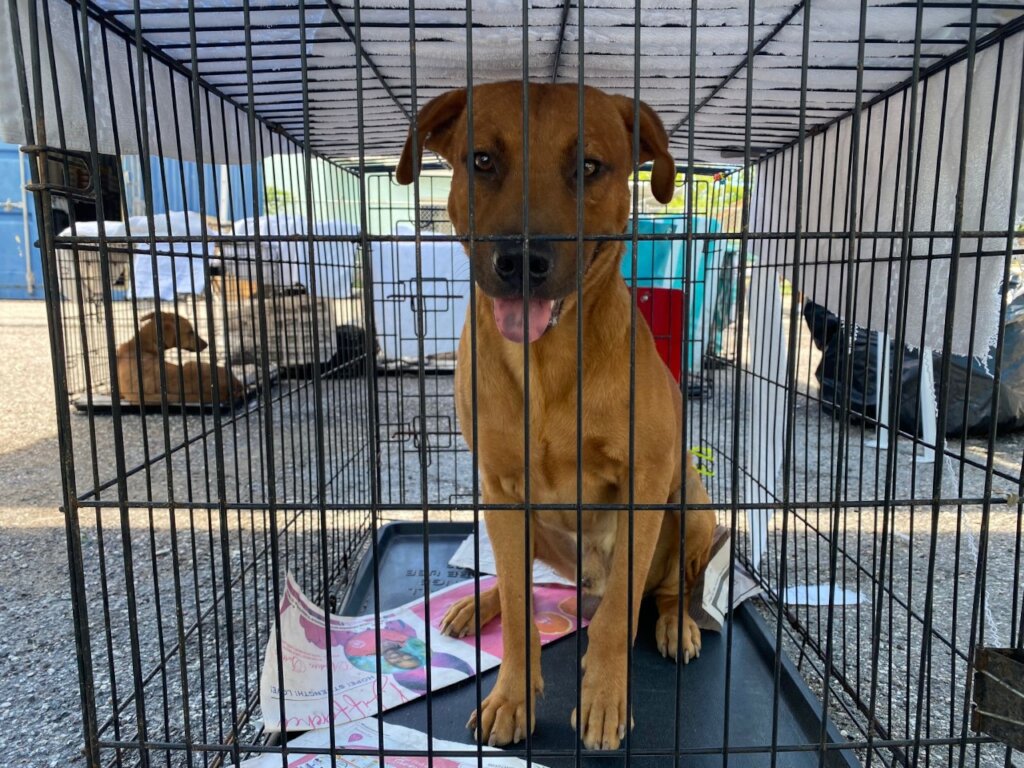 Operation Potcake 2024 - GlobalGiving