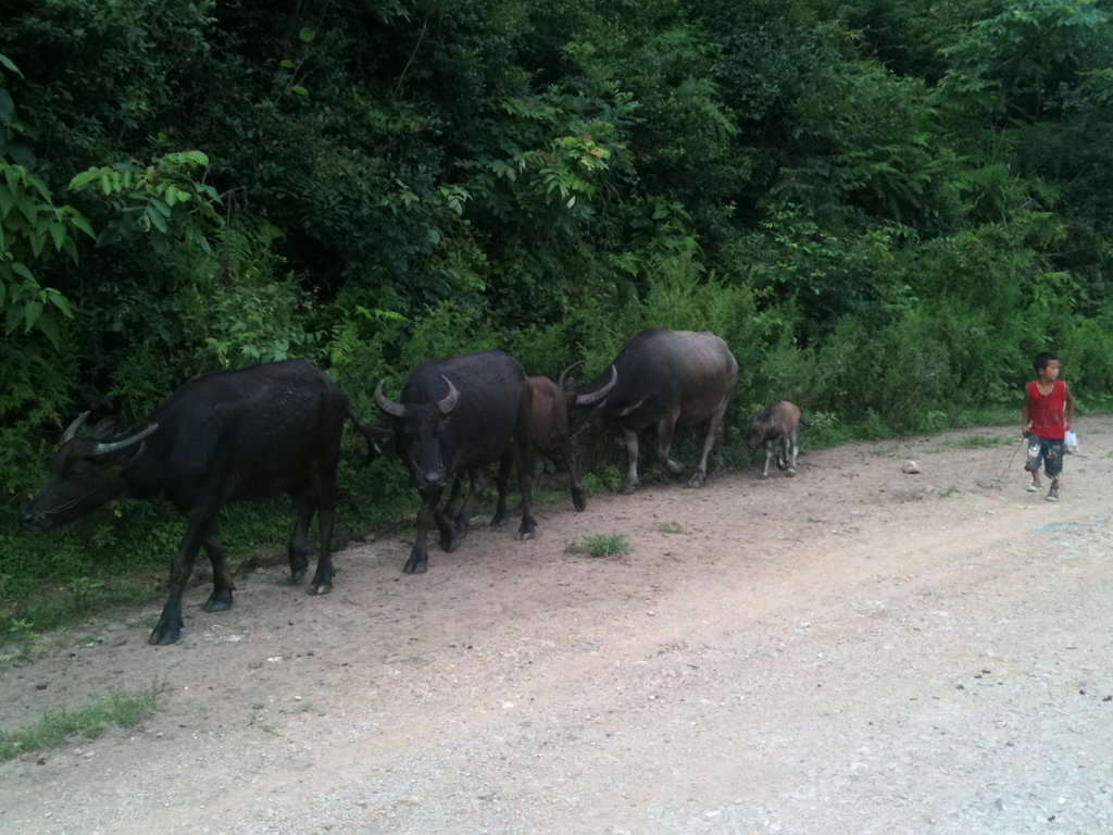 Train and link-up Chinese small-scale farmers - GlobalGiving